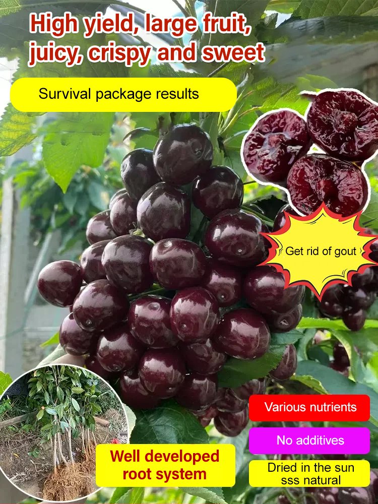 [A single one can bear] Chelsea Cherry Tree Seedling-cituuyed